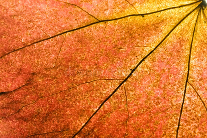 Autumn leaf detail stock photo. Image of beauty, full - 15930464