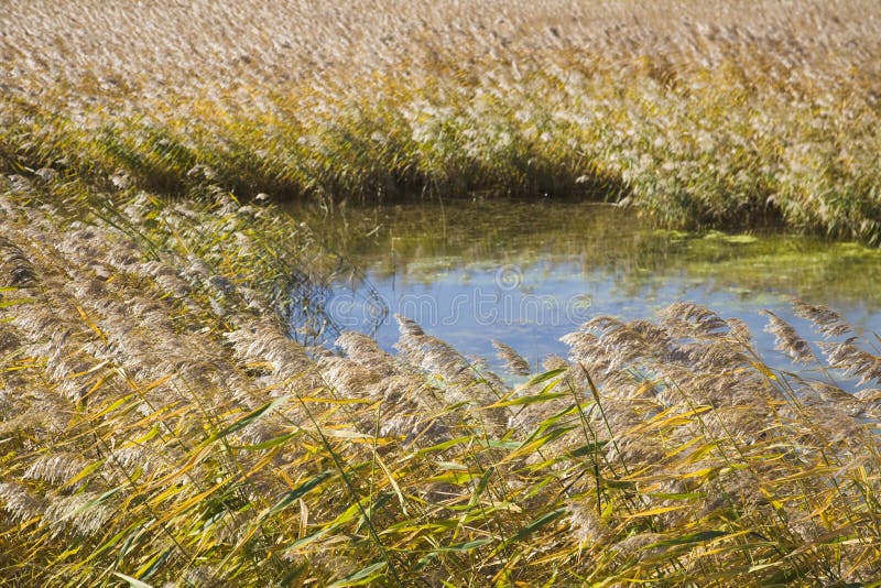 Autumn reed stock image. Image of idyllic, wetland, autumn - 12133685