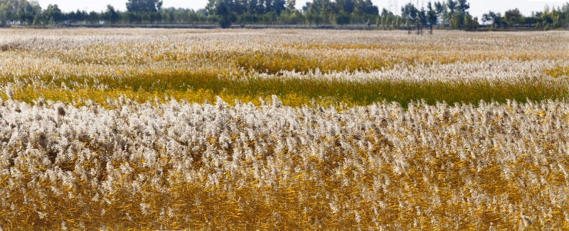 Autumn reed stock image. Image of plant, area, plants - 19182413