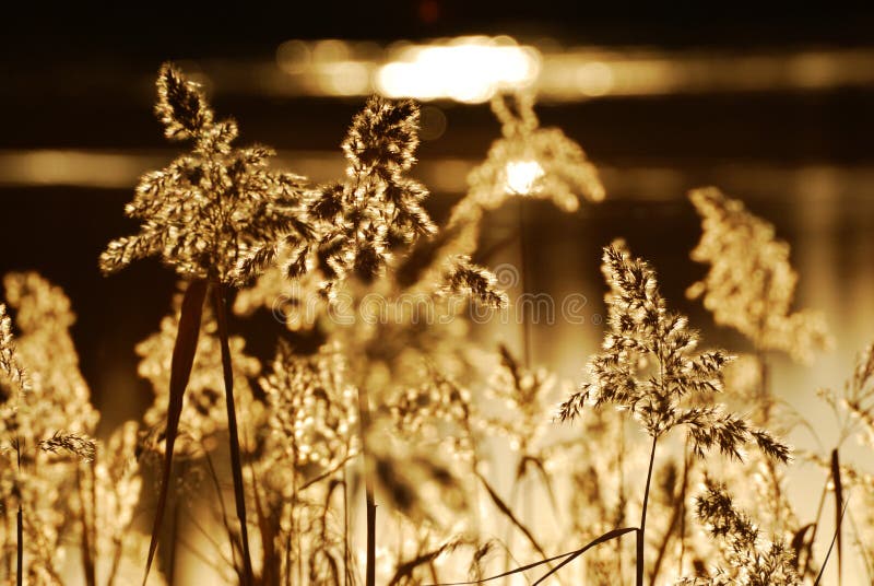 Autumn Reed at Banpo Han River Park in Seoul, Korea Stock Image - Image ...