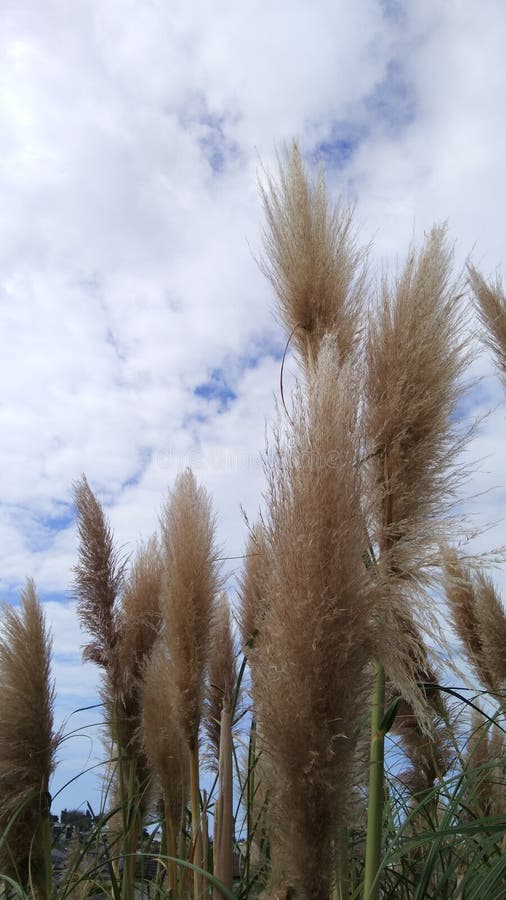 Autumn reed stock photo. Image of reed, autumn, blue - 143397574