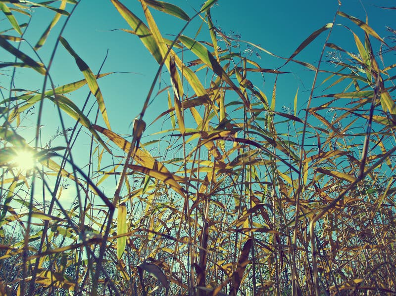 Autumn Reed in Bright Light. Stock Photo - Image of water, tree: 77859812
