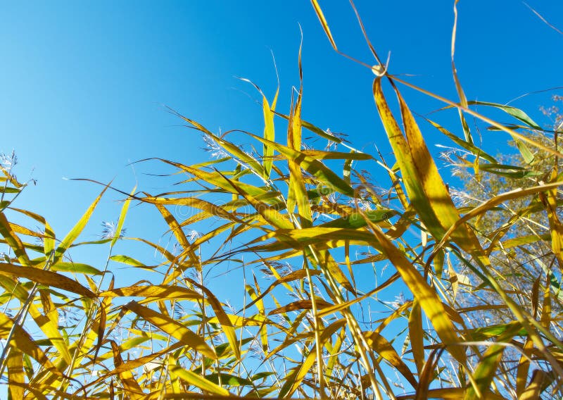 Autumn Reed at Banpo Han River Park in Seoul, Korea Stock Image - Image ...