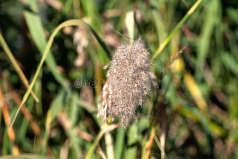 Reed Flowers in Full Bloom on Sky Background Closeup Giant Reed Stock ...