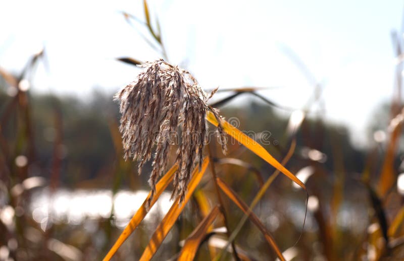 Reed Flowers in Full Bloom on Sky Background Closeup Giant Reed Stock ...