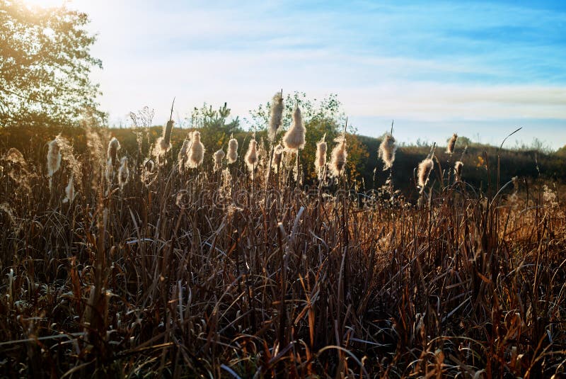 Autumn Reed Mace Against the Sun Stock Photo - Image of plant, reed ...