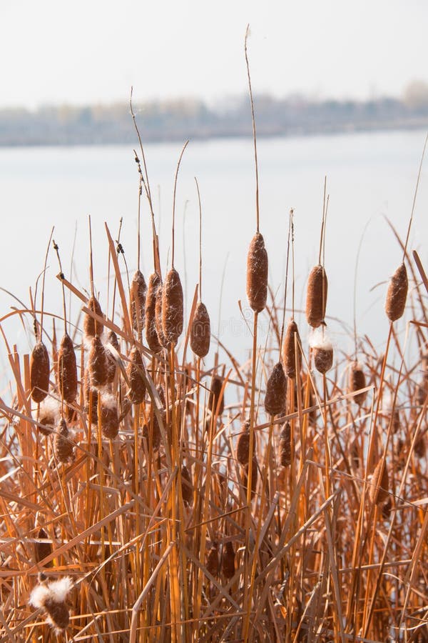 Autumn reed stock image. Image of latifolia, fall, summer - 46701527