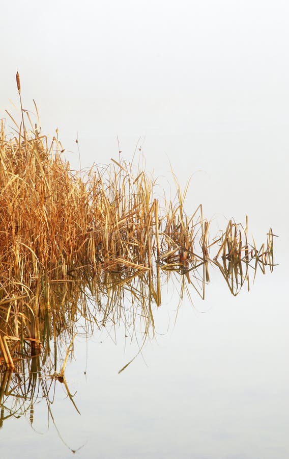 Autumn Reeds stock image. Image of norfolk, water, misty - 15275139