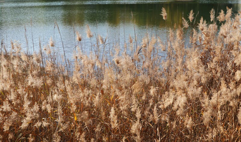 Reeds in autumn stock photo. Image of plant, scenery - 205572440