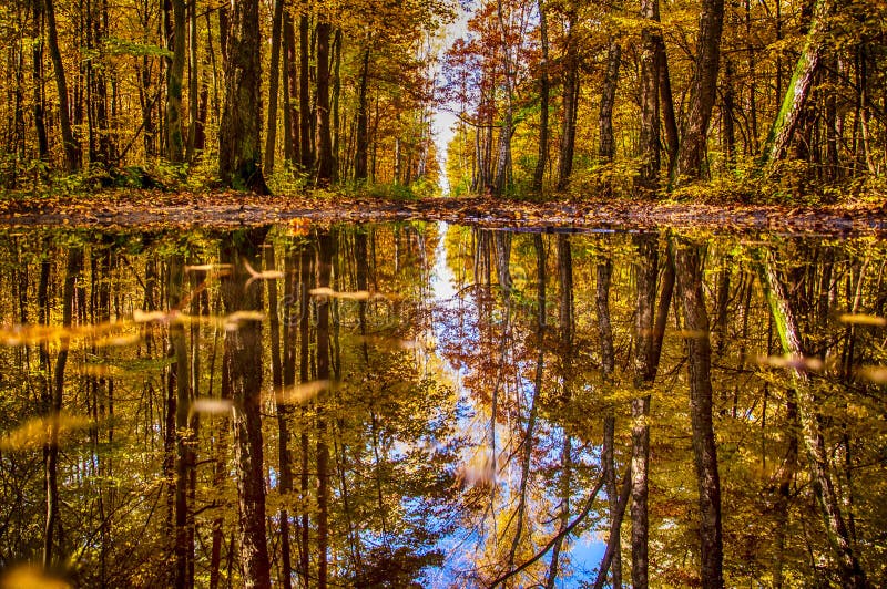 Autumn Reflection in the Forest Stock Photo - Image of water, autumn ...