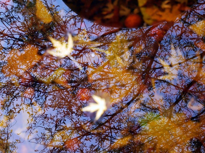 Autumn, Reflection in the Water of Fallen Leaves, Branches of a Tree ...