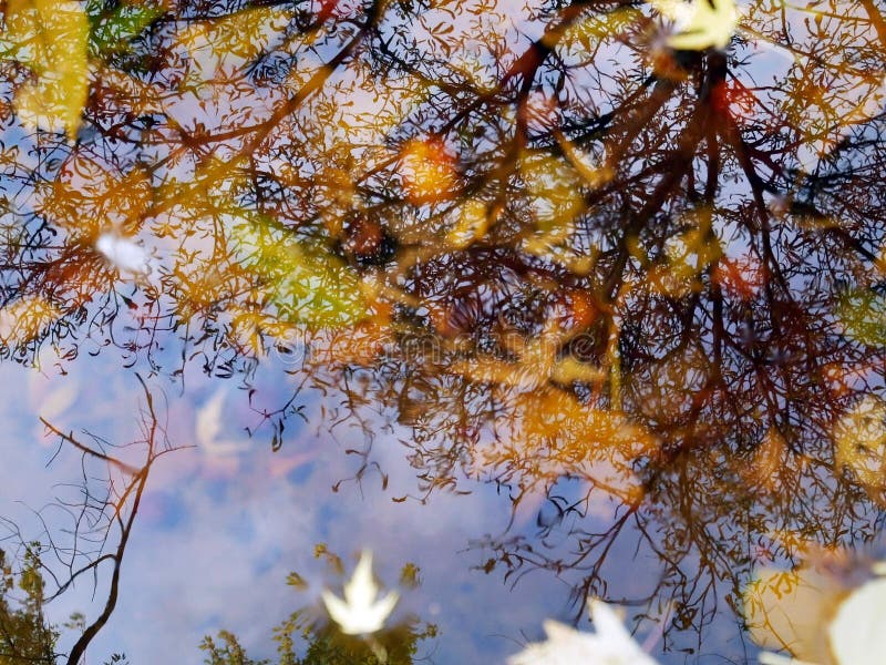 Autumn, Reflection in the Water of Fallen Leaves, Branches of a Tree ...