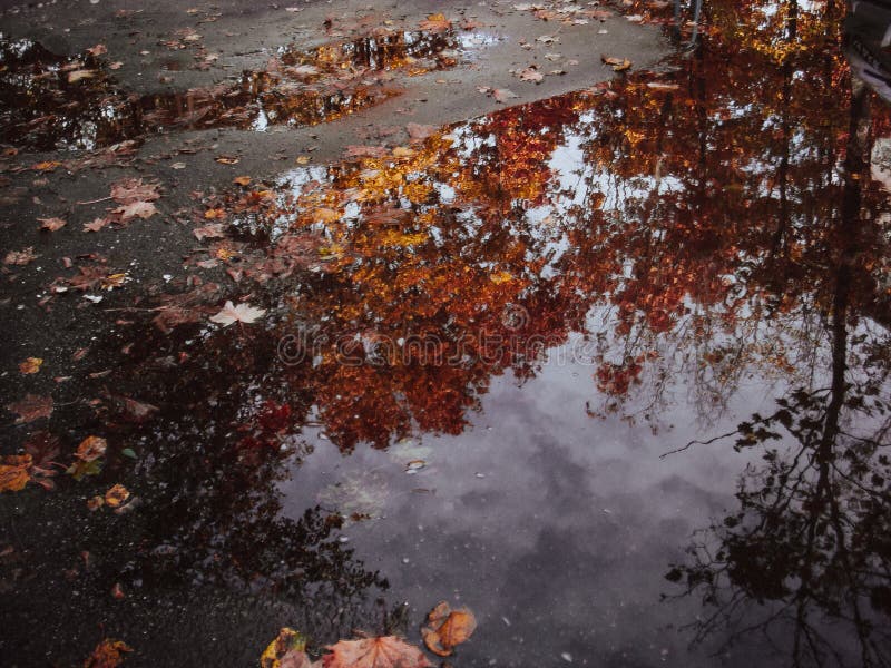 Autumn Reflection in Water Strewn with Fallen Leafs Stock Photo - Image ...