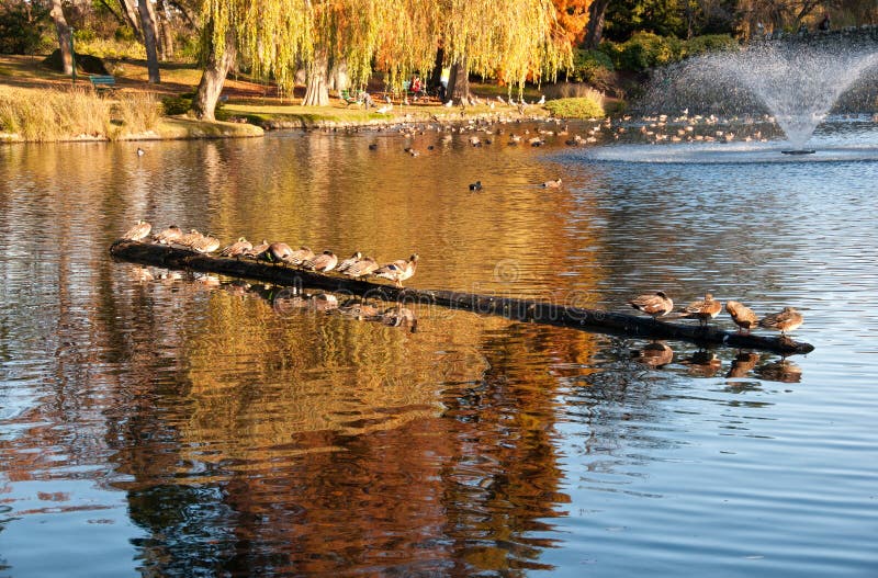 Autumn reflections stock photo. Image of isolated, sunny - 79655206