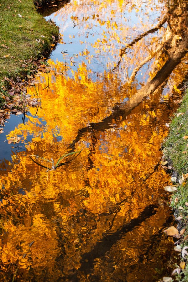 Autumn Reflections stock photo. Image of leaves, deciduous - 228736056