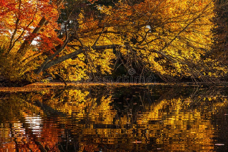 Autumn Reflections of Tree in Water Stock Image - Image of tree, forest ...