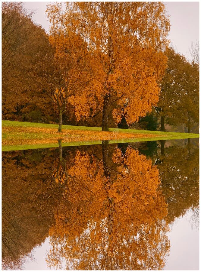 Reflections of Trees in a Lake Stock Image - Image of reflections ...