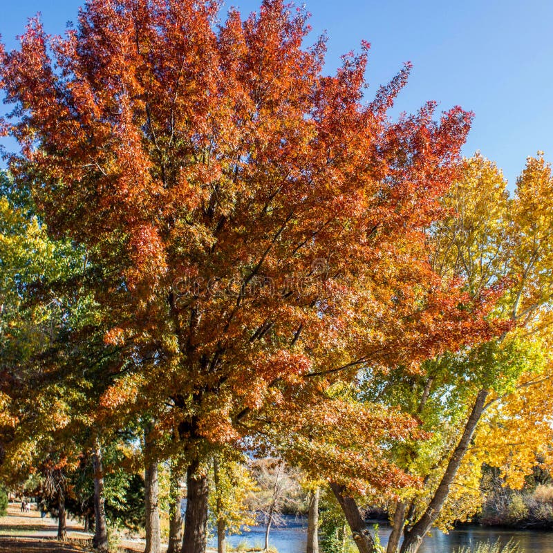 Autumn in Reno stock image. Image of reno, fall, river - 170898273