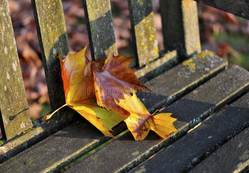 Autumn Rest stock image. Image of autumn, foliage, seat - 24504957