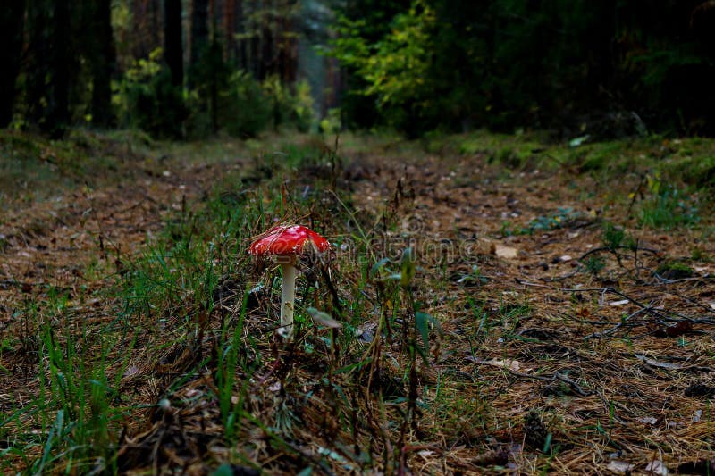 Autumn Rest in the Forest: Red Fly Agaric on a Forest Path on an Autumn ...