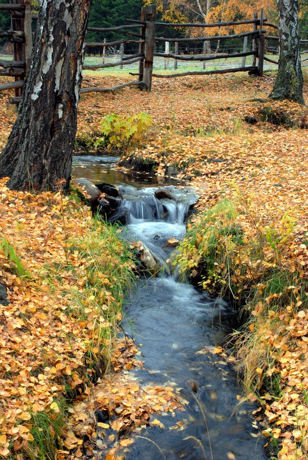 Autumn Rhythm stock photo. Image of fall, nature, tree - 11747666