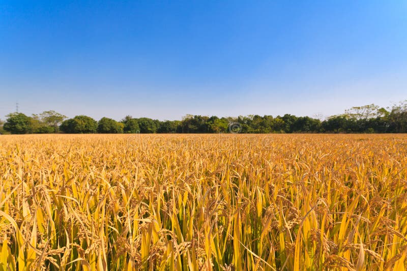 Autumn rice field stock photo. Image of flora, agriculture - 11177000