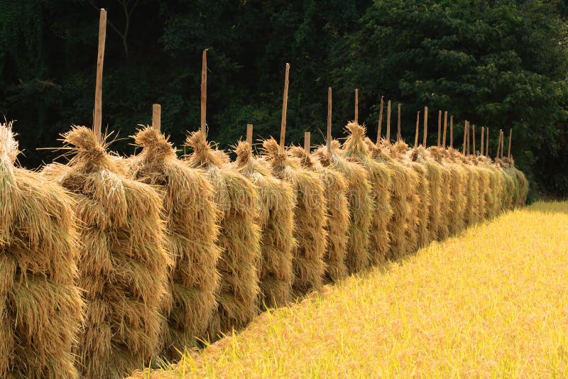Rice field detail stock image. Image of crop, botany, japan - 235677