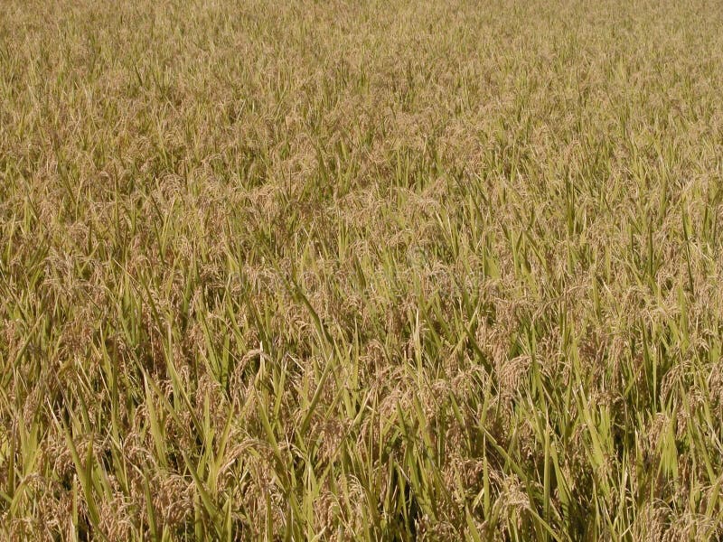 Autumn rice field texture stock image. Image of natural - 846405