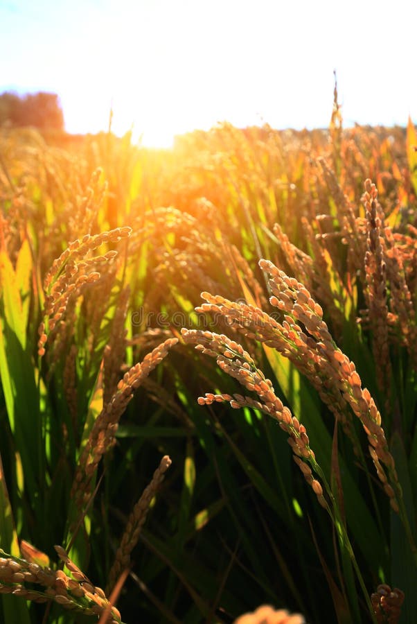 Autumn rice field stock photo. Image of flora, agriculture - 11177000