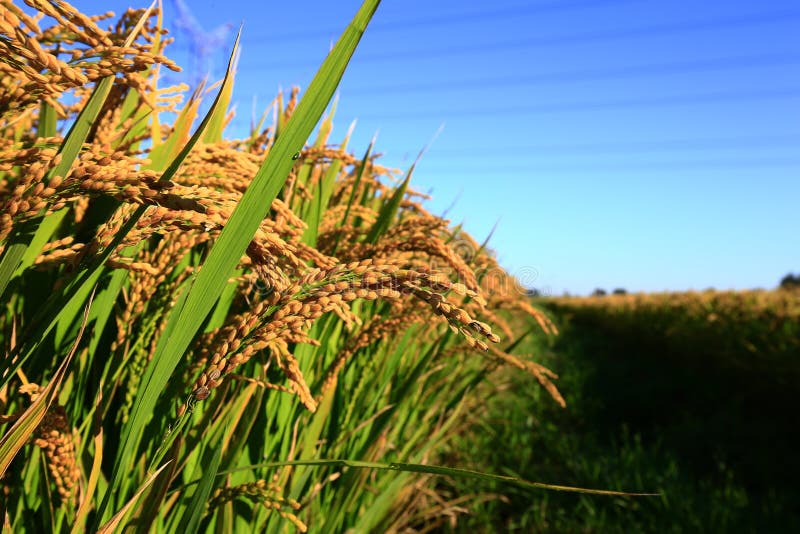 Autumn rice field stock photo. Image of flora, agriculture - 11177000