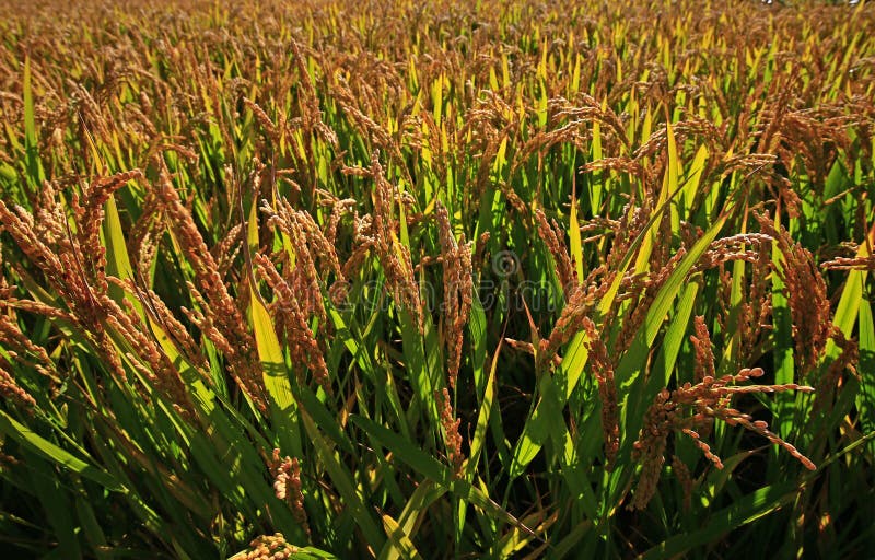 Autumn rice field stock photo. Image of flora, agriculture - 11177000