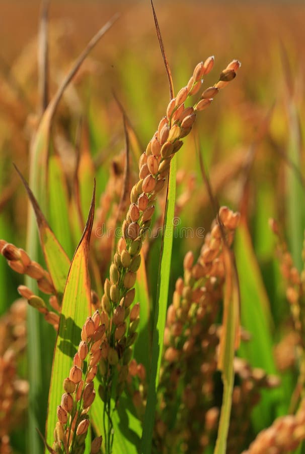 The autumn rice fields stock image. Image of straw, natural - 220438707