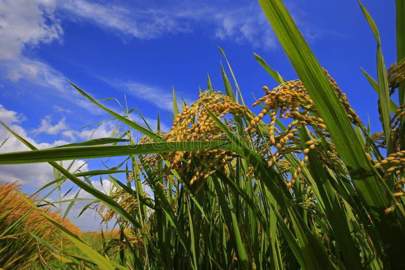 The autumn rice fields stock image. Image of plants - 220438767