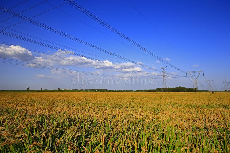 The autumn rice fields stock photo. Image of branches - 225153004