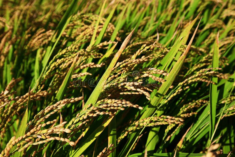 The autumn rice fields stock image. Image of grain, harvest - 225153029
