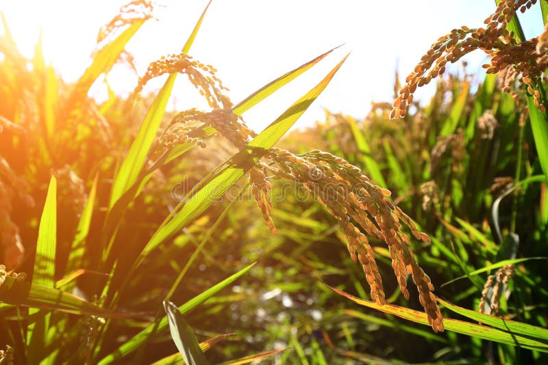 The autumn rice fields stock photo. Image of agriculture - 225153116