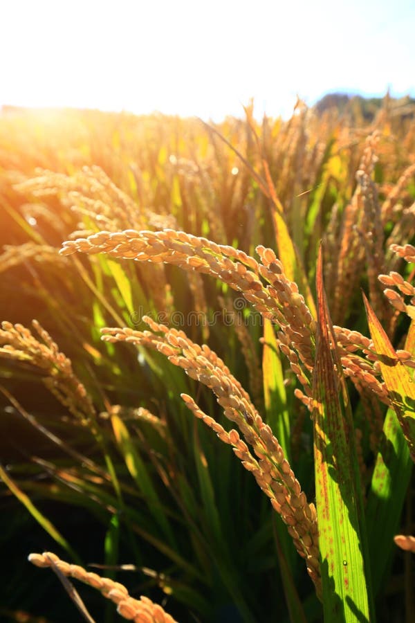 The autumn rice fields stock image. Image of straw, farm - 225159371