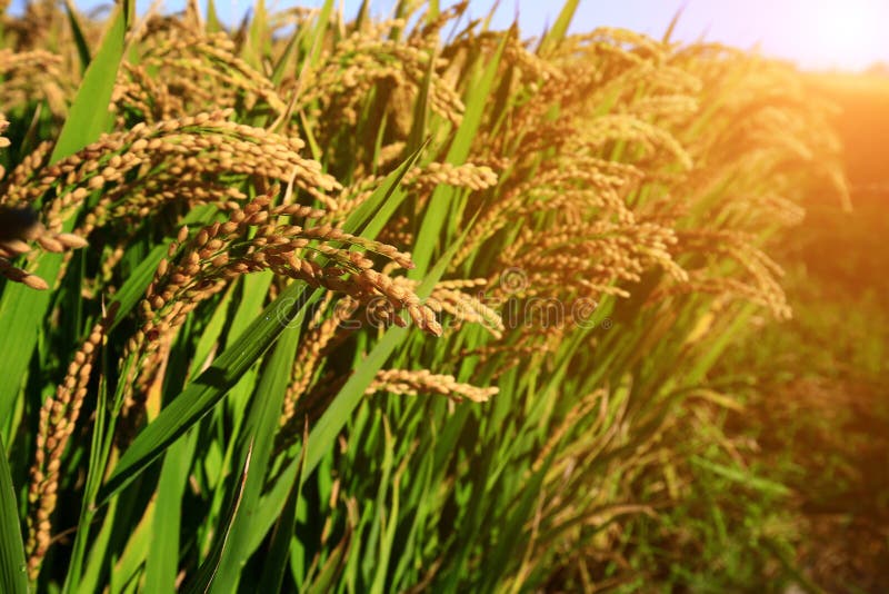 The autumn rice fields stock image. Image of countryside - 225160455