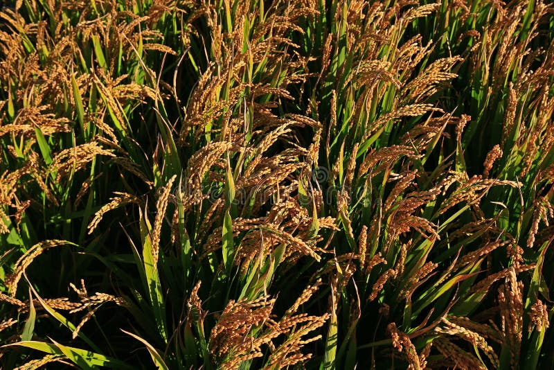 The autumn rice fields stock image. Image of branches - 225160703