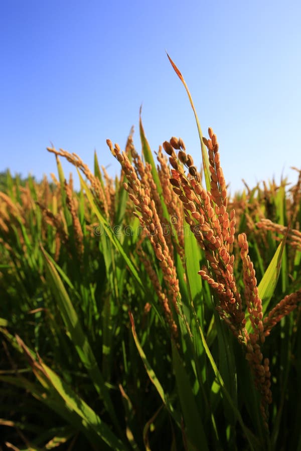 The autumn rice fields stock image. Image of harvest - 226399839