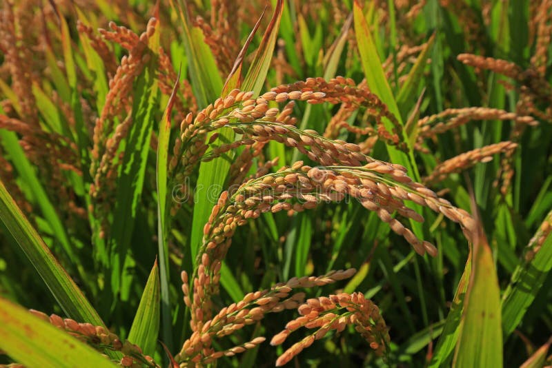 The autumn rice fields stock image. Image of yellow - 226399933