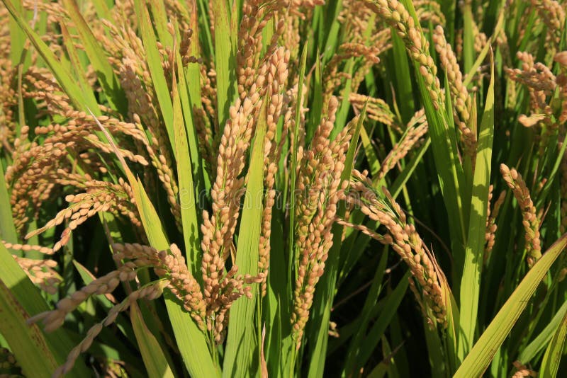 The autumn rice fields stock image. Image of monster - 226400409