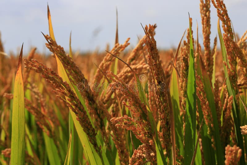 Autumn rice field stock photo. Image of landscape, farm - 11169592