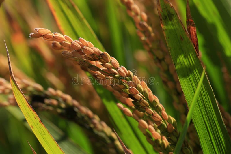 Autumn rice field stock photo. Image of landscape, farm - 11169592