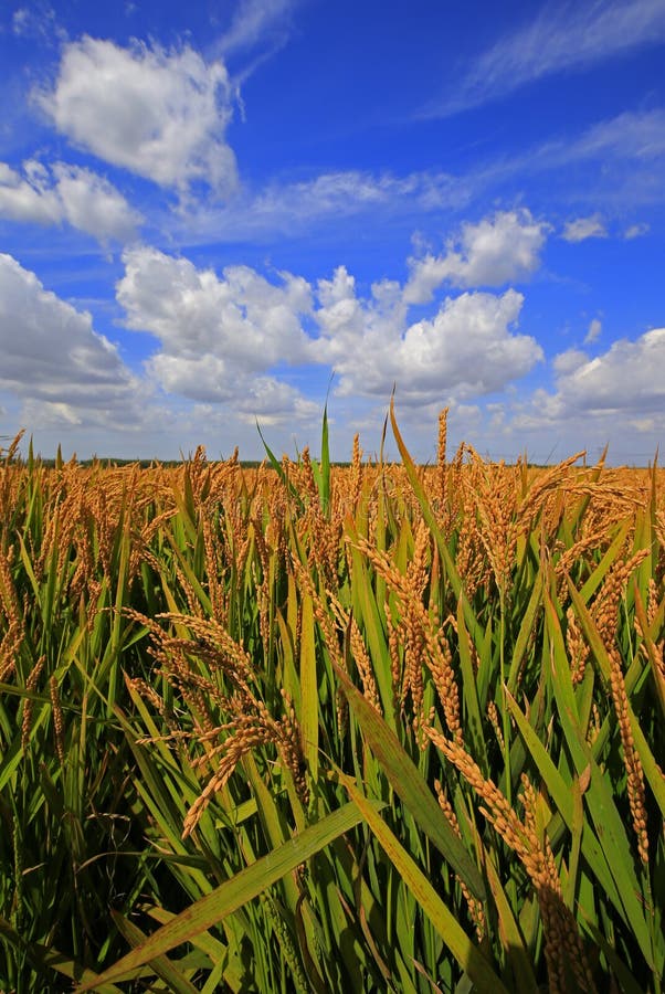 The autumn rice fields stock photo. Image of green, agriculture - 226403612