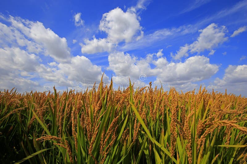 The autumn rice fields stock image. Image of bright - 226403691