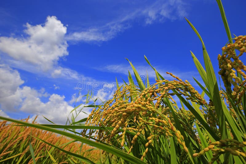 The autumn rice fields stock image. Image of yellow - 226403887