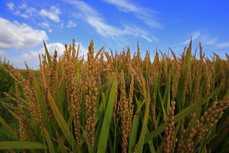 The autumn rice fields stock photo. Image of grain, rice - 226404078