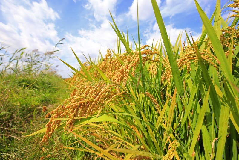 The autumn rice fields stock photo. Image of garden - 226404264