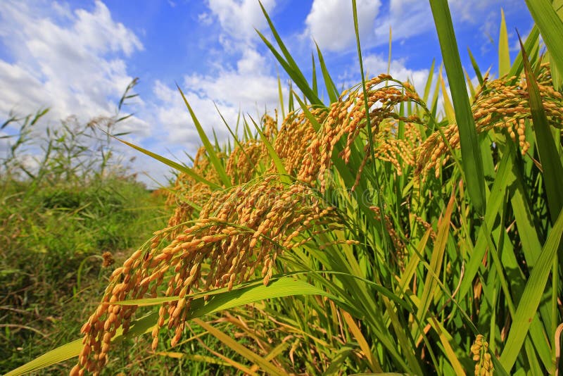 Autumn rice field stock photo. Image of landscape, farm - 11169592
